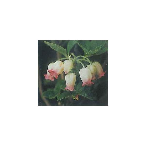 口紅ウラジロヨウラクツツジ＊ウラジロヨウラクの珍しい二色咲品種ツツジ科　耐寒性落葉低木開花時期：6〜7月頃9センチポット苗■管理の方法■日当たりが良く水はけのよい用土を好みます。酸性土壌を好みますので、ピートモスなどを混ぜ込んで下さい。剪定...
