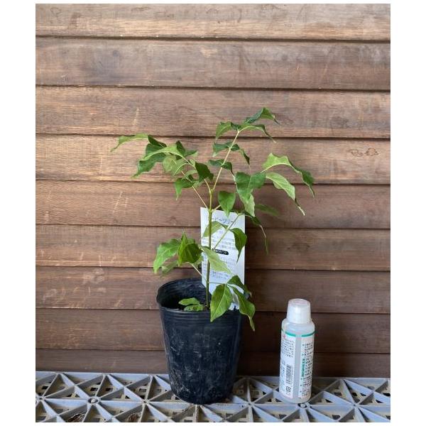 ビービーツリー（イヌゴシュユ）　日本蜜蜂の蜜源植物ミカン科ゴシュユ属耐寒性落葉小高3寸ポット苗　＊6月〜8頃に白い花が咲き、その花にミツバチが集まることから、蜜源植物としても有名です。蜜源の少ない夏季におよそ１カ月にわたり花をつけるため、花...