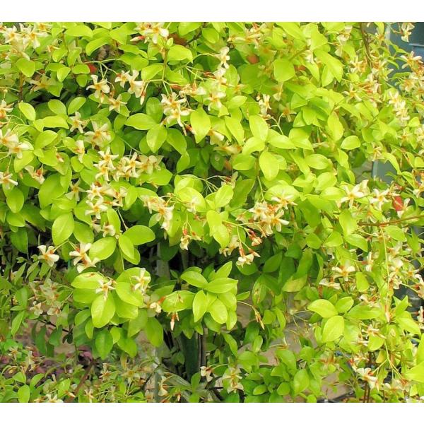 黄花　黄金葉　スタージャスミン（テイカカズラ）3寸ポット苗キョウチクトウ科非耐寒性　常緑つる性植物開花時期：5月〜6月頃美しい黄金色の葉をもつテイカカズラ、香りのよい薄い黄色の花（プロペラ型）を咲かせます。