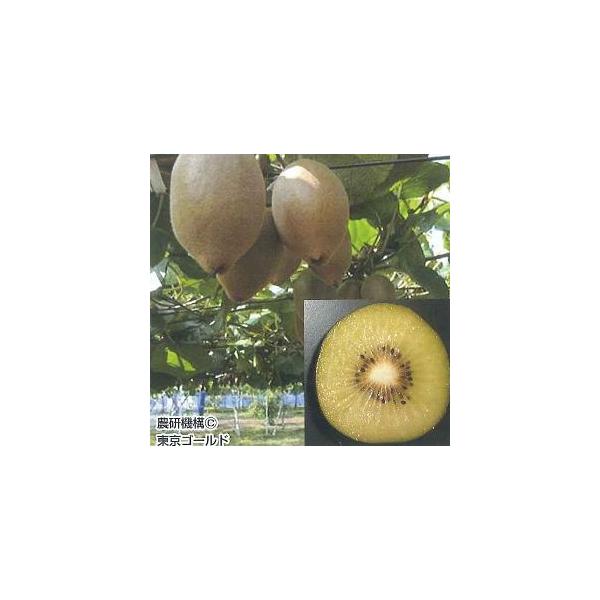 規格：5号（直径約15cm）ポット植え、又は根巻き苗、接ぎ木1年生苗、樹高：80cm程度キウイフルーツ（キウィフルーツ）は家庭栽培でも果実の収穫が容易で大変人気のある家庭果樹です。キウイフルーツ：東京ゴールドは、東京都農林総合研究センターが...