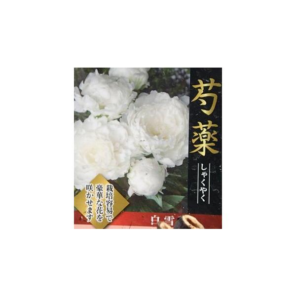 芍薬（シャクヤク）　白雪姫12センチポット植えボタン科　宿根草開花時期：5月〜6月頃■管理のポイント日当たりよく排水性のよい場所を好みます。腐葉土などを混ぜた肥沃な用土が最適です。水は乾いたらたっぷり与えます。肥料は動き出す春と開花後、秋の...