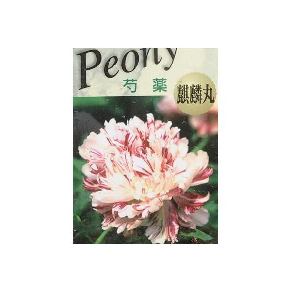芍薬（シャクヤク）　麒麟丸12センチポット植えボタン科　宿根草開花時期：5月〜6月頃■管理のポイント日当たりよく排水性のよい場所を好みます。腐葉土などを混ぜた肥沃な用土が最適です。水は乾いたらたっぷり与えます。肥料は動き出す春と開花後、秋の...