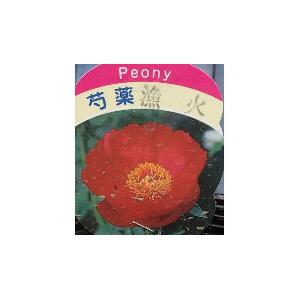 芍薬（シャクヤク）　漁火12センチポット植えボタン科　宿根草開花時期：5月〜6月頃■管理のポイント日当たりよく排水性のよい場所を好みます。腐葉土などを混ぜた肥沃な用土が最適です。水は乾いたらたっぷり与えます。肥料は動き出す春と開花後、秋の計...