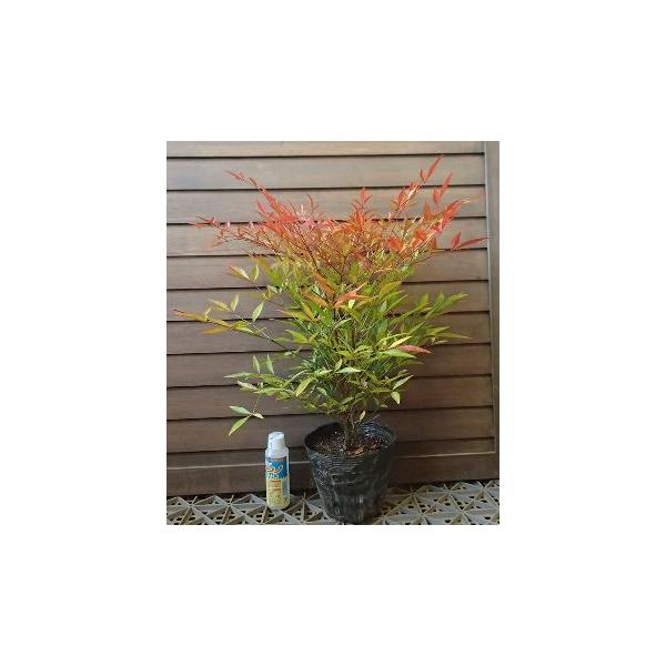 赤南天（アカナンテン）メギ科ナンテン属　常緑低木5寸ポット苗　＊お届け時期により葉の茂り具合等は、写真のように異なりますのでご理解ください。◎南天（ナンテン）は、古来の昔より「難を転ずる」という語呂から、厄除けや魔よけの縁起の良い樹木とされ...