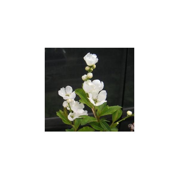 リキュウバイ（利休梅、利久梅））バラ科　耐寒性落葉樹3寸ポット植え　20〜40センチ程度別名：バイカシモツケ・マルバヤナギザクラ開花時期：4月〜5月梅の花に似た白い花をたくさん咲かせます。■管理のポイント日当たりがよく、肥沃な水はけのよい場...