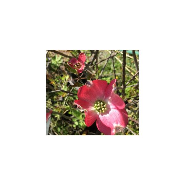 花水木　赤花　レッドジャイアント5寸ポット又は鉢植えハナミズキ（花水木）は、北アメリカ原産の花も紅葉も美しい、シンボルツリーの最適な品種です。アメリカから渡ってきた当時、ハナミズキが、日本のヤマボウシに似ていたことから、アメリカヤマボウシ（...