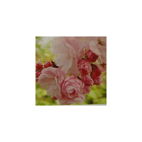 桜　八重曙　ヤエアケボノ　苗木　苗　桜の木規格：3〜5寸ポット植え、又は根巻き苗接ぎ木1〜２年生苗樹高：60〜80cm程度八重曙（ヤエアケボノ）桜：は、福禄寿系の八重咲き品種で、福禄寿よりも花弁が少ない淡紅色の花です。　　