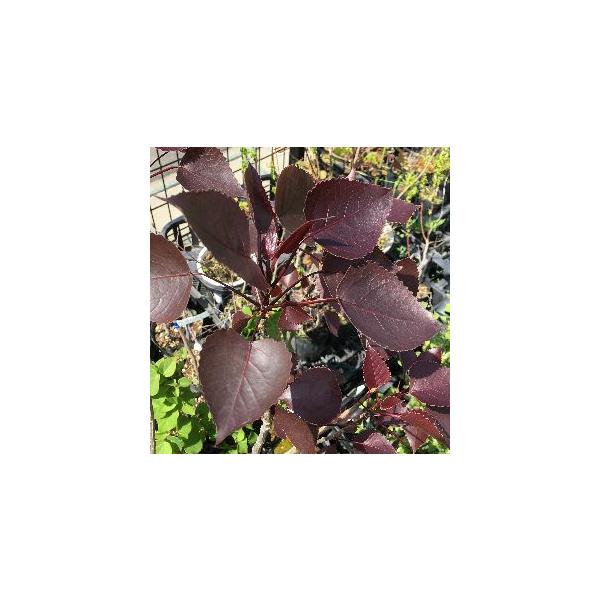 ３寸ポット苗　樹高30〜40センチ程度美しい紫色の葉をもつポプラです。秋の落葉寸前には美しいオレンジ色になる場合もあるようです。