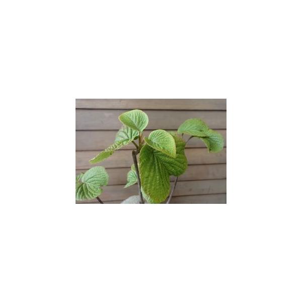 ムシカリスイカズラ科ムシカリ属３寸ポット植え　樹高20〜40センチ程度ムシカリは、別名オオカメノキとも呼ばれ、日本全国の山地に自生する落葉樹です。虫が好んで葉を食べるということから、ムシカリと名前が付けられたようです。春さきにアジサイに似た...