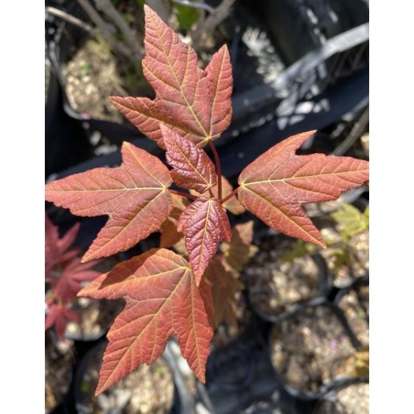 ハナノキ　花の木　（ハナカエデ　花楓）3寸ポット植え　樹高20〜40センチ程度カエデ（楓）は、モミジ(紅葉）とも呼ばれ秋の紅葉が見事な樹木です。モミジは通称名です。秋の紅葉（コウヨウ）は見事で、品種により、赤や黄色など様々な色合いに変化する...