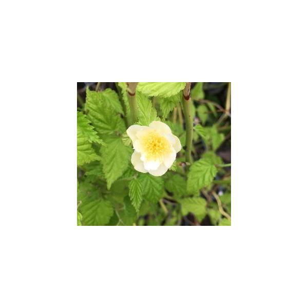 白花山吹9センチポット　樹高10〜30センチ程度　＊お送りする時期により切り戻しを行っている場合があります。山吹（ヤマブキ）は、山吹色と黄色を呼ぶように、美しい黄色の花を咲かせます。山吹の白花品種です。（花は純白ではありません）白山吹とは別...