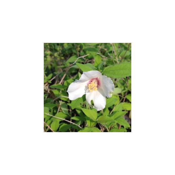 日の丸　梅花ウツギ（バイカウツギ）＊日の丸は、花の中心部に淡い紫色の目が入る美しい梅花ウツギ。ユキノシタ科バイカウツギ属  6寸鉢植え別名「卯の花（ウノハナ）」：落葉低木開花期：５〜６月寒さに強く鉢植えでも管理できます。日当たりの良い場所で...