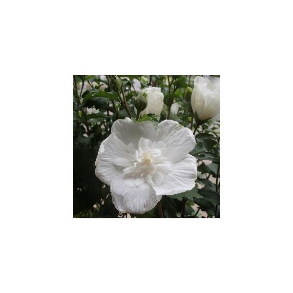 5号ポット植え　樹高40〜80センチ程度ムクゲ：ホワイトシフォン、アメリカで育成された槿で、耐寒性が強く生育旺盛なムクゲ。大きな白色の花は中央にレースのような花びらが付きます。
