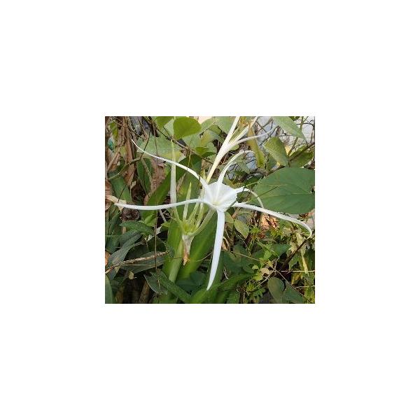 スパイダーリリー（ヒメノカリス）9センチポット植えヒガンバナ科ヒメノカリス属　開花時期：7〜8月頃半耐寒性球根植物＊スパイダーリリーの花は、中央が朝顔のような白い形状をしており、その周りから６本の細長い花弁が伸びるのが特徴です。別名：イスメ...