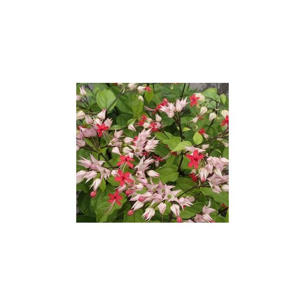 ベニゲンペイカズラ（クレロデンドロン）紅源平かずら6寸鉢植えタマツヅラ科熱帯アフリカ原産　非耐寒性常緑低木（ツル性）開花時期：5月〜9月ごろ赤と白に咲き分ける姿が、源氏と平家の合戦にみたたて名前が付けられたとのこと。本品種は、赤い萼から赤い...