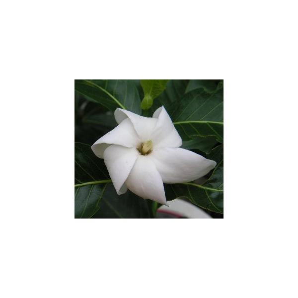 クチナシ　ナーヌ接木　3寸ポット植え　樹高10〜15センチ程度素敵な香りと純白の花が人気のクチナシ。ハワイの固有種であるナーヌ（ＮＡＮＵ）は、ティアレタヒチよりも花の花弁が肉厚で幅が広く、香も強く素敵な香りを漂わせます。