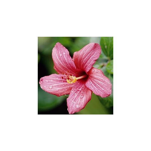 ハイビスカス　ボリアヌスアオイ科フヨウ属　非耐寒性常緑低木ハイビスカス　ボリアヌス５寸鉢植え■ハイビスカスの栽培方法（ハイビスカスの育て方）ハイビスカスは、日当たりが良く、排水のよい場所を好みます。用土は特に選びませんが、排水性の良いものを...