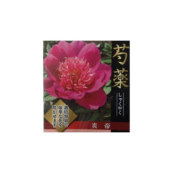 芍薬（シャクヤク）　炎帝12センチポット植えボタン科　宿根草開花時期：5月〜6月頃■管理のポイント日当たりよく排水性のよい場所を好みます。腐葉土などを混ぜた肥沃な用土が最適です。水は乾いたらたっぷり与えます。肥料は動き出す春と開花後、秋の計...