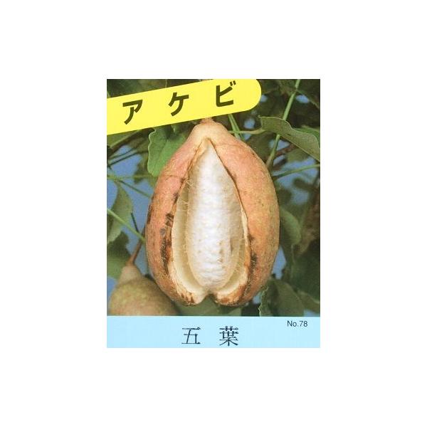 五葉アケビ　あけび４〜５寸ポット苗アケビは、野山に自生するツル性の植物で、大きな甘い実を楽しむことができます。五葉アケビはあけびの中でも代表品種です。１本でもなりますが、三つ葉アケビ（紫水晶）などを一緒に植えてください。