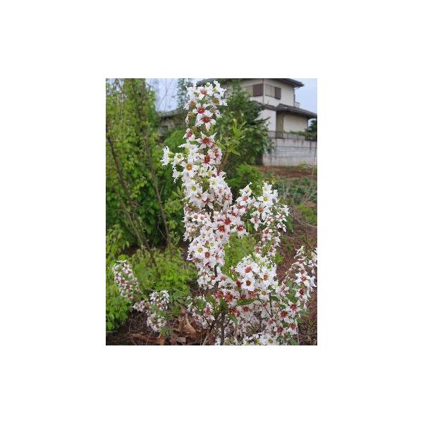 ブンカンカ（文冠果）ムクロジ科ブンカンカ属（１属１種）耐寒性落葉高木3寸ポット植え　樹高10センチ程度中国固有の植物で1種1属です。ナナカマドに似た、羽根のような葉で、花付きが良く、花の咲き始めは花底が黄緑ですが、徐々に黄色〜赤色と変化して...