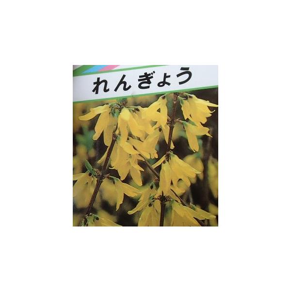 レンギョウ　５寸鉢植えモクセイ科レンギョウ属落葉低木花期：春　■管理のポイント水はけがよく肥沃な用土を好みます。寒さ暑さにも強くとても育てやすい植物です。