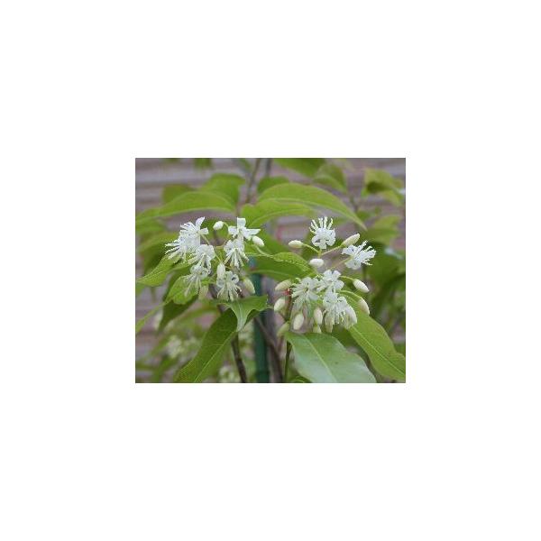 トキワエゴノキ3寸ポット植え　樹高20〜50センチ程度エゴノキ科開花期：5月頃常緑性のエゴノキ。白い小さな花を多数枝につける。葉には光沢があり、夏は涼しげで冬は寒さに当たるとワインレッドに変化します。美しい木肌も観賞価値が高く、樹形は直立性...