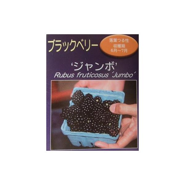 ジャンボブラックベリー3寸ポット苗ジャンボ　ブラックベリーは、通常のブラックベリーの1.5倍程度の大きさの実が収穫できる品種です。