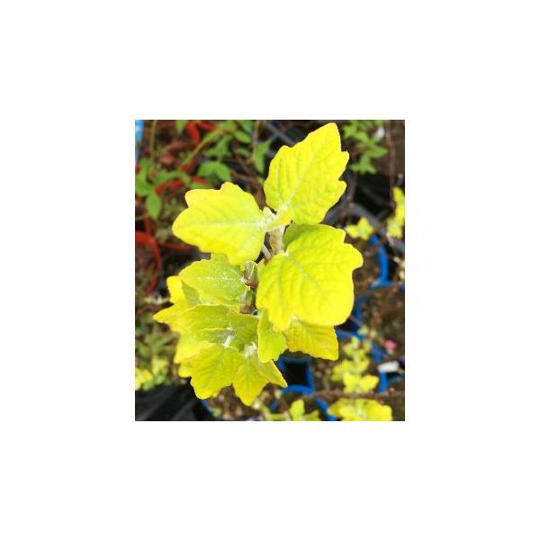 ギンドロ（ホワイトポプラ）　リチャーディー3寸鉢植え　樹高20センチ程度＊ギンドロ　リチャーディーは、ギンドロの黄金葉品種です。葉表は新芽は淡い黄色でのちに鮮黄色に変わります。葉裏はギンドロ同様に銀白色。葉色の発色には陽光が必要です。