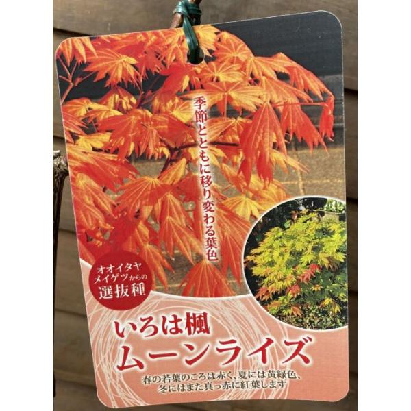 ムーンライズ　いろは紅葉（ムーンライズ　イロハモミジ）楓科カエデ属耐寒性落葉高木12センチポット植え　樹高30〜40センチ程度オオイタヤメイゲツからの選抜種でアメリカ産の園芸品種です。春の若葉のころから明るい赤い葉をつけ、やがて色が変化して...