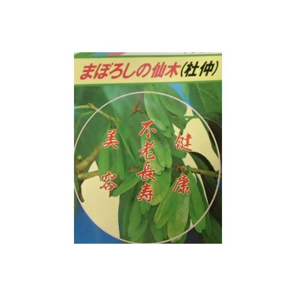 苗木　杜仲茶の木　トチュウ3〜4寸ポット苗 樹高20〜40センチ程度杜仲茶の木（トチュウチャノキ）は、中国原産の落葉高木で、昔から漢方薬やお茶として利用されてきた植物で、一時期日本でも杜仲茶が人間の体内の機能向上に効果があるとしてブームになった。