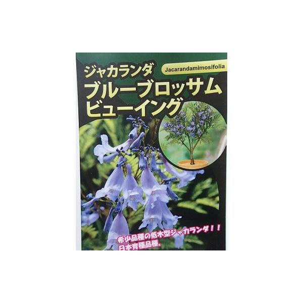 矮性ジャカランダ　ブルーブロッサムビューイングノウゼンカズラ科ジャカランダ属中南米原産４寸ポット植え　樹高70センチ程度＊樹形・樹高に個体差有ります。＊ブルーブロッサムビューイングは、日本育種品種の低木型ジャカランダです！通常種の3〜４分の...
