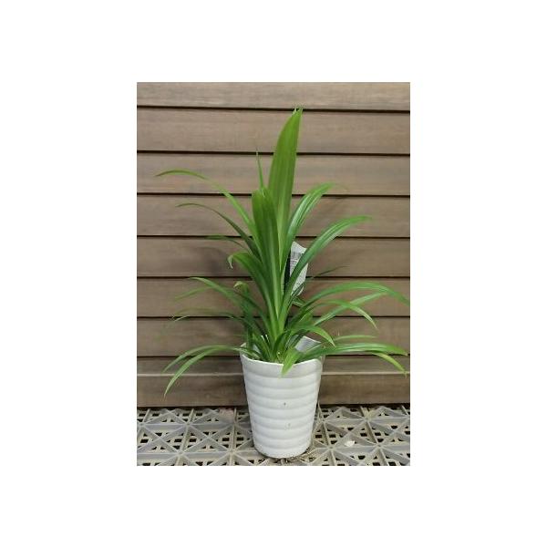 パンンダンリーフ4寸鉢植え　又は4寸ポット植え★葉が一部黄色く変色、虫食いがある場合があります。パンダナス科非耐寒性常緑低木別名：ニオイタコノキ、バイトーイ、ダウンパンダン＊東南アジアでは、この植物（パンダンリーフ）の葉は有名な香辛料です。...