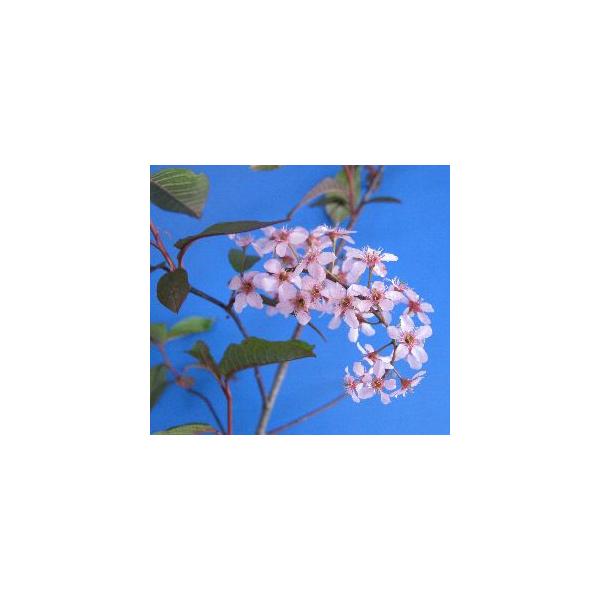 赤花蝦夷上溝桜：赤花エゾウワミズザクラ　エゾロゼア（桜）規格：3号ポット植え　樹高：20〜40cm程度紫葉で美しい赤花を咲かせます。