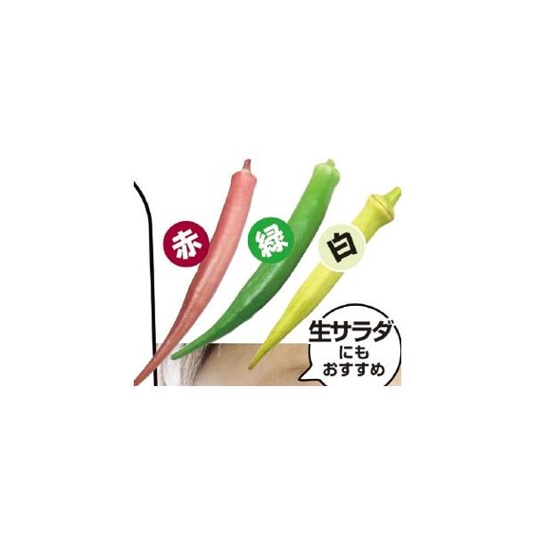 らくちん野菜：夏バテ予防！ネバネバ野菜！3色オクラセット10.5センチポット苗　2ポットセット■特徴赤と緑と白のオクラが１つのポットに生えている為、一緒に植えて3色同時に収穫できる。赤と緑と白の彩サラダや食べ比べを楽しんでみてください。■育...