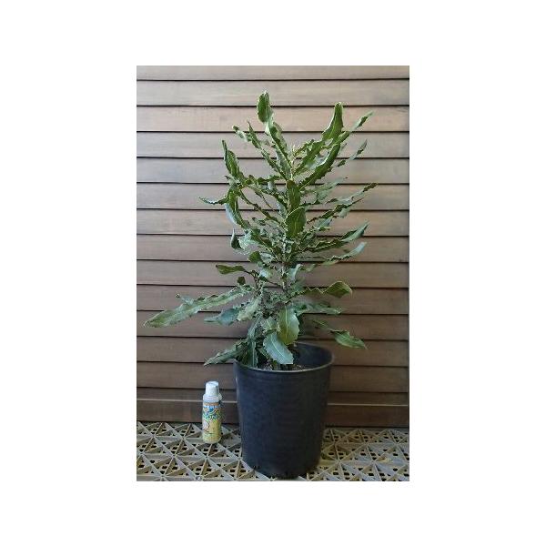 熱帯果樹苗木　トロピカルフルーツの苗木7寸鉢植え　樹高80〜100センチ程度　＊樹形は様々です！マカダミアナッツ（マカダミアナット）　ヤマモガシ科＊品種：ハワイ島のＫＡＵ7寸鉢植え　＊樹形は様々です！＊お洒落な観葉植物、珍しい観葉植物、誰も...