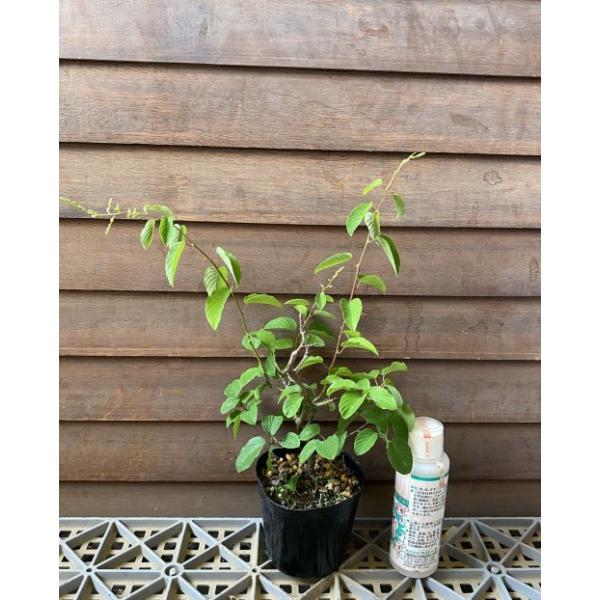 クマヤナギ（熊柳）クロウメモドキ科　ツル性落葉低木＊ヤナギとは別の種です！3寸ポット植え　樹高10センチ程度