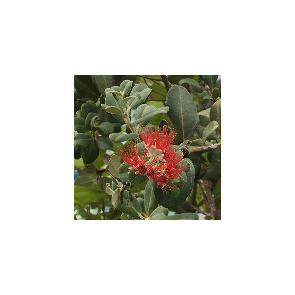 オヒアレフア　　鉢植え　（赤花）4号鉢植え苗　樹高10センチ程度＊本品種はドワーフ（矮性）オヒアになります。ハワイフトモモフトモモ科　常緑低木Metrosideros polymorpha赤いパフのような花を枝先に多数咲かせます。黄色やオレ...