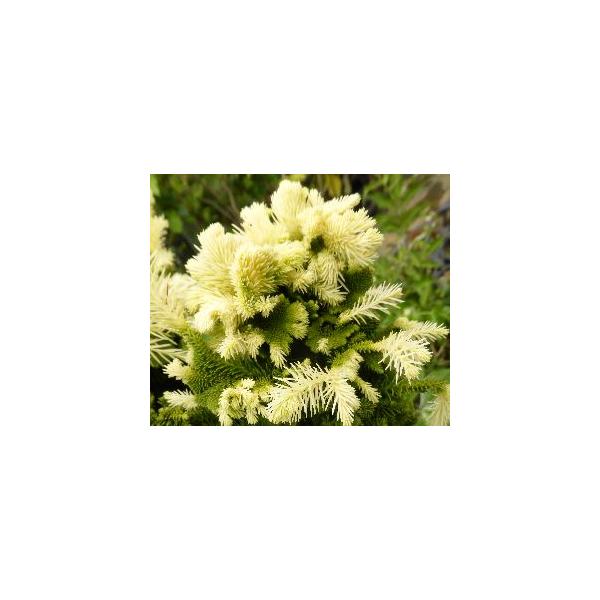 杉　目白石化　白寿3寸ポット植え　樹高10センチ程度＊珍品！希少！白芽で石化になる矮性の杉！