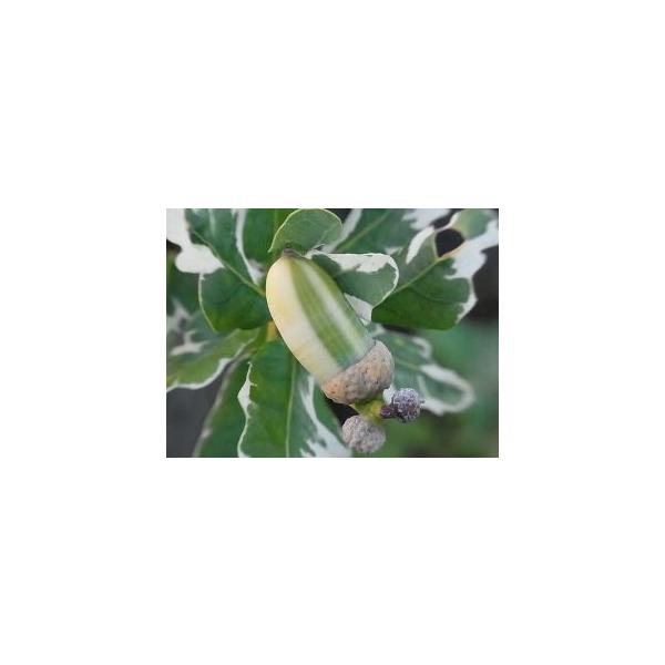 イギリスナラ　アルゲンテオマルギナータ　接木　＊白い覆輪の斑が入り、緑色の部分はやや青みがかって、とても美しい品種です。葉と同じようにドングリにも斑が入って、緑と白のきれいな縦縞模様になります。（斑入りドングリ）ブナ科コナラ属耐寒性落葉高木...