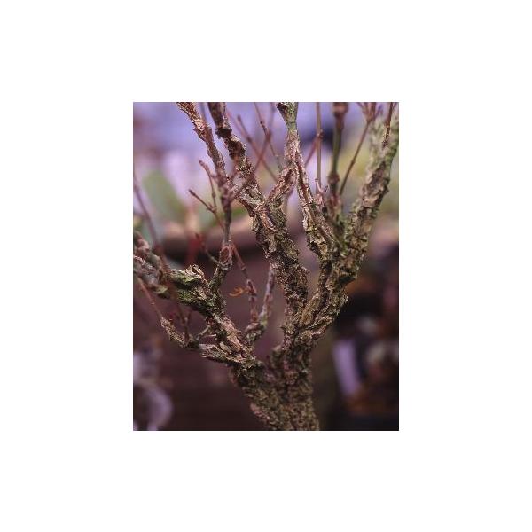 モミジ（紅葉）一才錦幹が岩石のように割れる盆栽向きな紅葉カエデ科カエデ属耐寒性落葉高木４寸スクエア植え　樹高20〜30センチ程度■モミジ（紅葉、カエデ、楓）の管理方法・日当たりの良い場所を好みます。・用土は通気性と水はけのよい肥沃な土を好み...