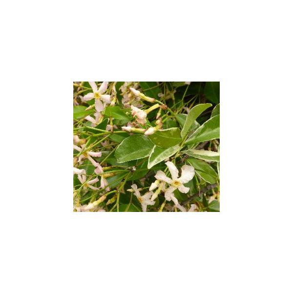 ピンクジャスミン　白覆輪葉　（桃花テイカカズラ）斑入り葉桃花スタージャスミン＊ピンク花で、葉に白覆輪斑が入る美しいテイカカヅラです。3寸ポット植えキョウチクトウ科非耐寒性　常緑つる性植物開花時期：5月〜6月頃香りのよい桃色の花（プロペラ型）...