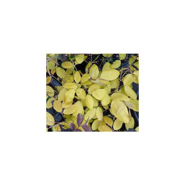 ６寸鉢植え萩　朱金萩（シュキンハギ）は、とても美しい黄金葉品種のハギ。芽だしの頃は特に美しい！花は紫花。
