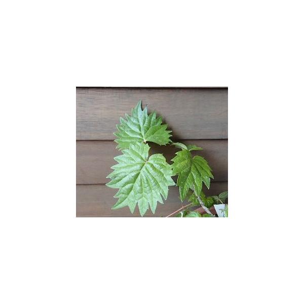 丸葉イワガラミ　３寸ポット植え　１０センチ程度