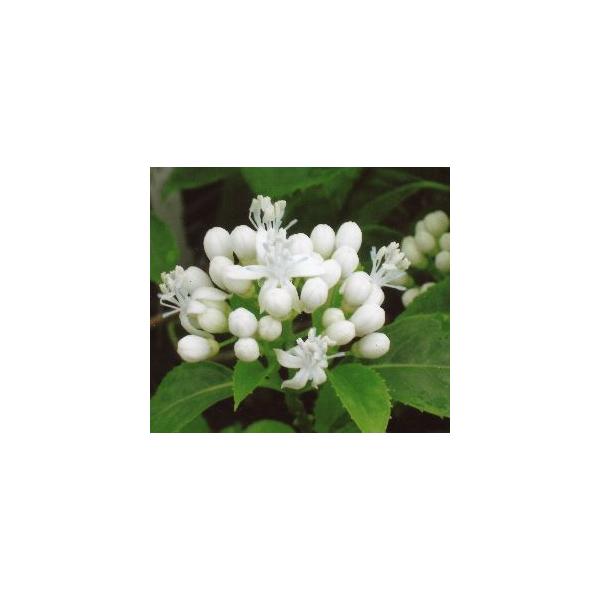 紫陽花　白花常山常盤紫陽花　ジョウザントキワアジサイ５寸ポット植え珍しい白花です。常山常盤紫陽花（ジョウザントキワアジサイ）：紫陽花は、中国やインドに自生する紫陽花の仲間。珍しい白花です。個体差により若干青みが入る場合もあります。また寒さに...