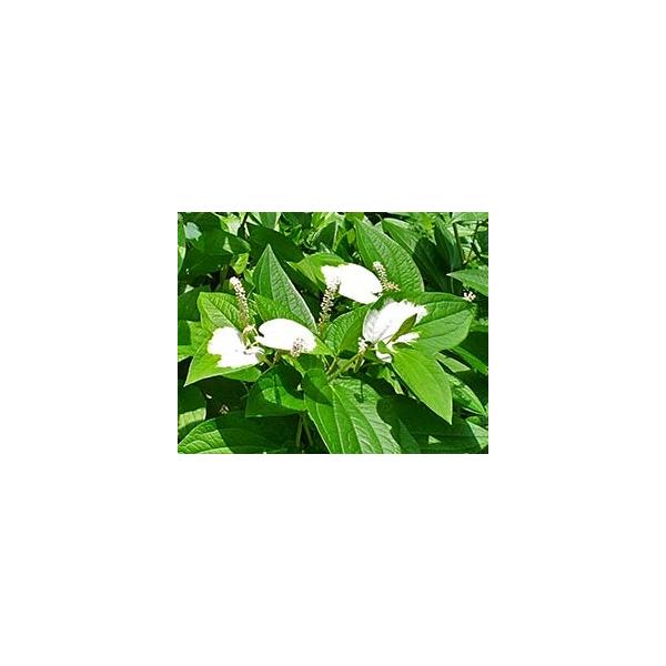 半夏生（ハンゲショウ）3.5センチポット植え×2ポットセット＊時期により地上部は有りません。ハンゲショウ学名  Saururus chinensis別名「片白草」（かたしろぐさ）ドクダミ科の多年性落葉草本植物上部の葉が白くなる時期は６〜８月