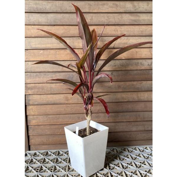 ティ・リーフ（赤葉系　Fushia Spear）　（ティーリーフ）　６寸スクエア鉢植え　テイリーフHawaiian Good-luck Plantリュウケツジュ科コルジリネ属和名：センネンボク熱帯アジア原産　非耐寒性常緑低木6号スクエア鉢植...