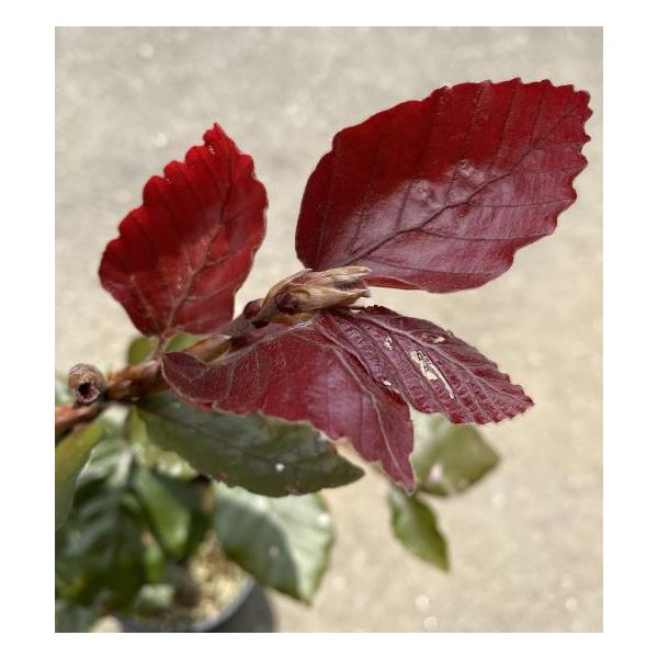 ブナ　プルプレア　紫葉（銅葉）ブナの木６寸鉢植え　接ぎ木苗＊本品種はとてもシックな紫葉（銅葉）のブナです。ヨーロッパブナの紫葉品種で、ムラサキブナとも呼ばれる場合が有るようです。濃い紫色の葉がとっても人気のブナです。