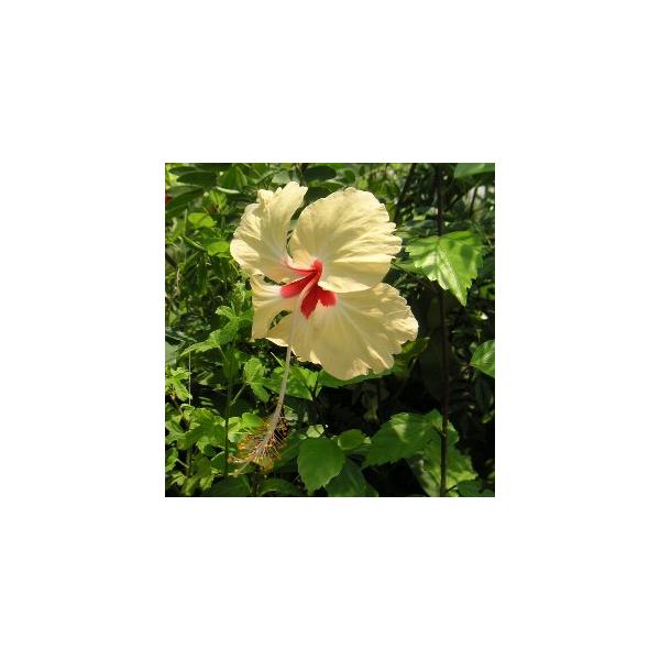 ハイビスカス　イエローバタフライ　コーラルレモンアオイ科フヨウ属　非耐寒性常緑低木イエローバタフライ　黄花ハイビスカス５寸鉢植え花弁が外側に反り返るバタフライタイプの黄花品種です。■ハイビスカスの栽培方法（ハイビスカスの育て方）ハイビスカス...