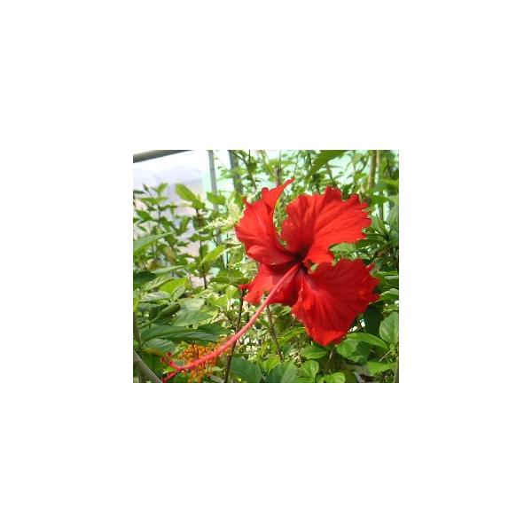 ハイビスカス　レッドバタフライアオイ科フヨウ属　非耐寒性常緑低木レッドバタフライ　赤花ハイビスカス５寸鉢植え花弁が外側に反り返るバタフライタイプの赤花品種です。■ハイビスカスの栽培方法（ハイビスカスの育て方）ハイビスカスは、日当たりが良く、...