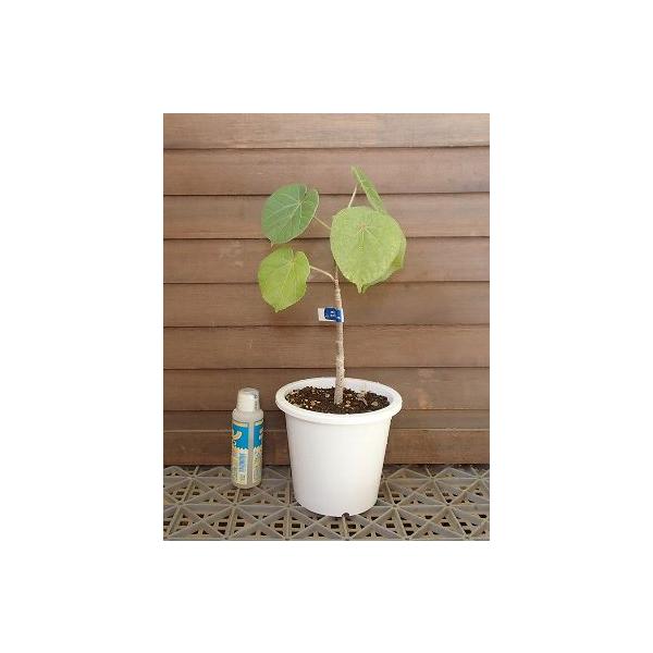 ５寸鉢植えオオハマボウは別名ユウナとも呼ばれる熱帯性花木で、沖縄以南の地域に自生しています。日本原産のハイビスカスとも呼ばれ、黄色い美しい花を咲かせます。また葉がほぼ円形に近いハート型をしており、可愛らしい葉が特徴です。ハワイ語名　ハウ h...